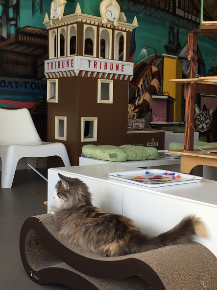 Visit Cat Town Oakland & RAWR Coffee Bar - 510 Families