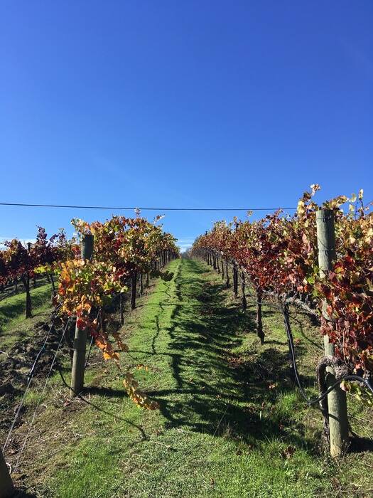 Day Trip to Di Rosa: Kid-Friendly Art Museum in Wine Country - 510 Families
